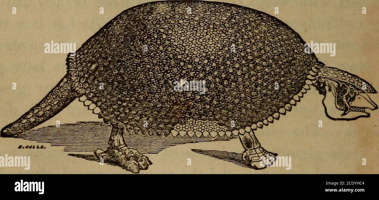 . The testimony of the rocks; . MYLODON ROBUSTUS.Ficr 113.. GLYPTODON ...