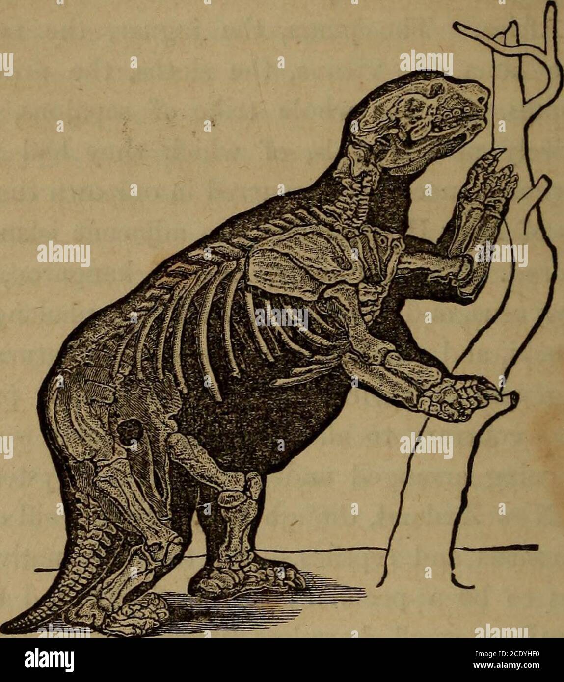 . The testimony of the rocks; . , and the onlynative reptile a small ...