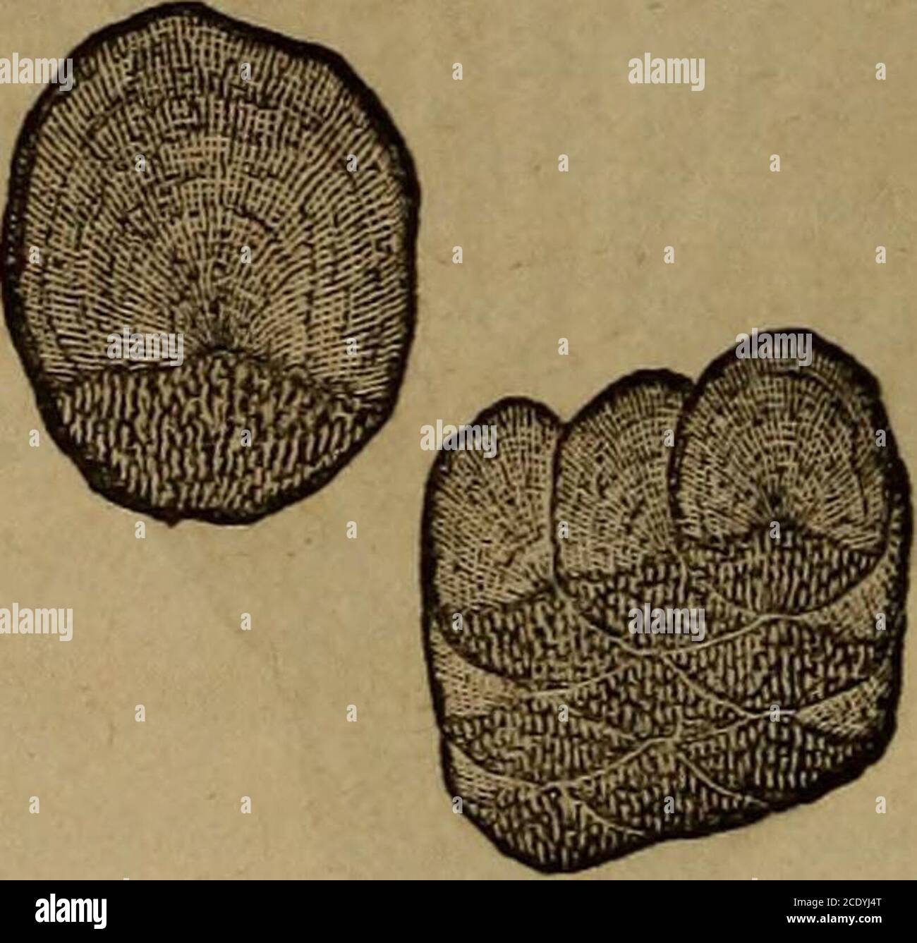 Glyptolepis hi-res stock photography and images - Alamy