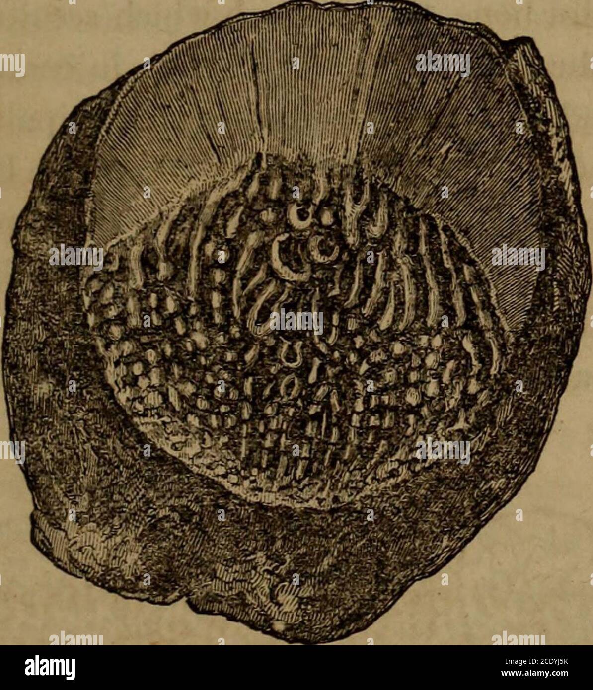 Glyptolepis High Resolution Stock Photography and Images - Alamy