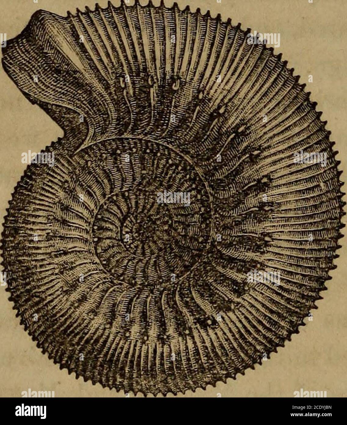 . The testimony of the rocks; . itions which separate into chambersaU ...