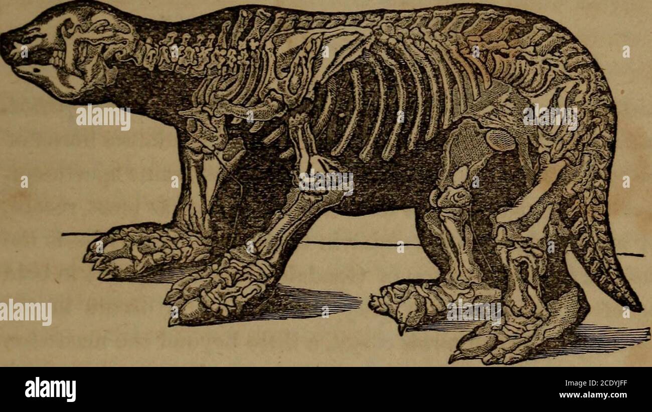 Boa constrictor and teeth hi-res stock photography and images - Alamy