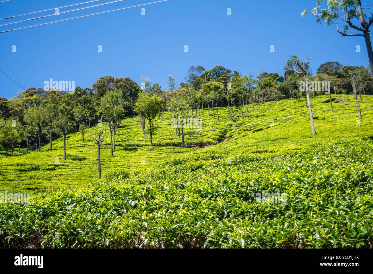 Coonoor, tamil nadu plantation hi-res stock photography and images - Alamy