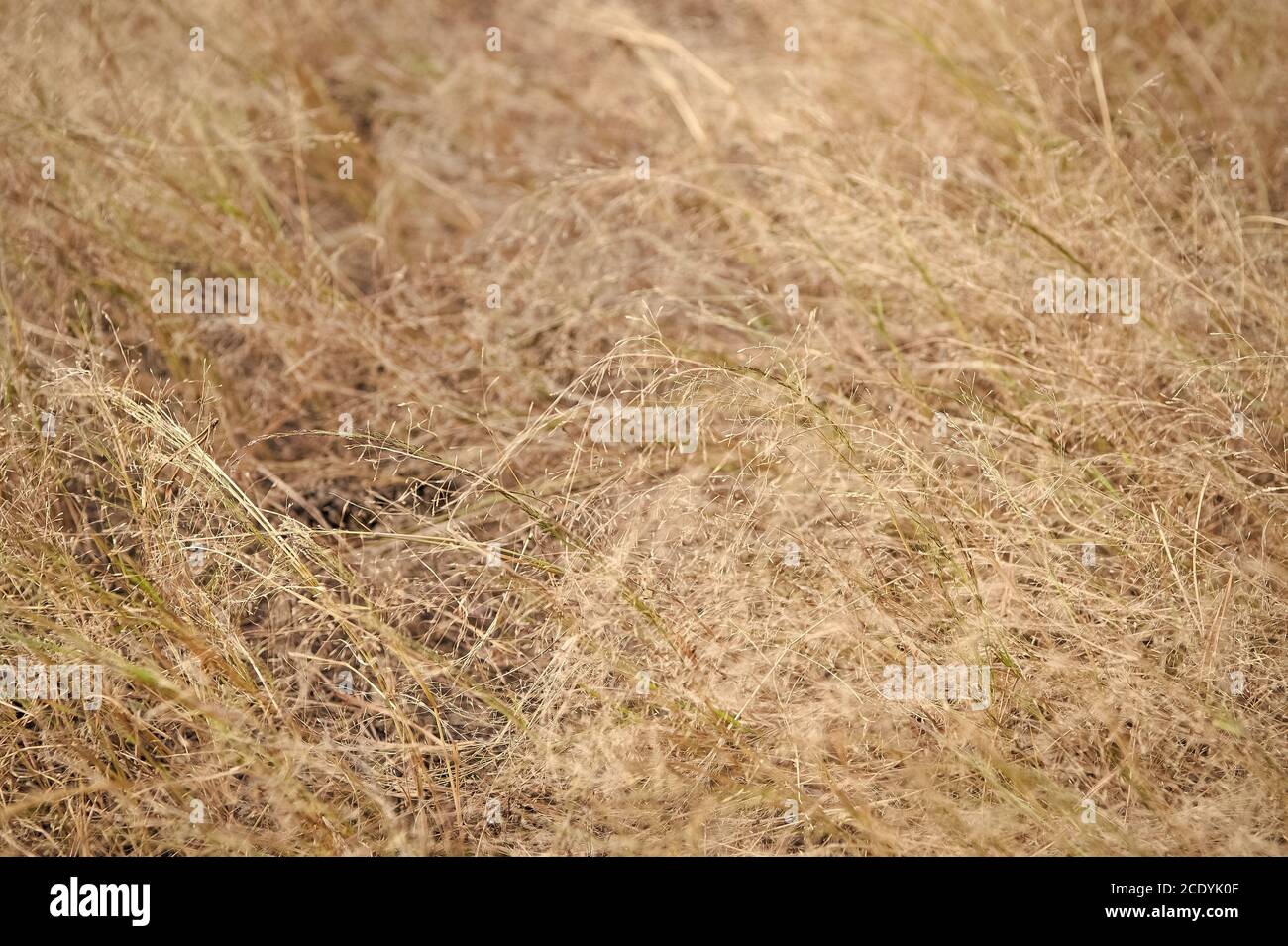 Decay and sadness. Dead grass. Brown grass background. Dry plants or ...