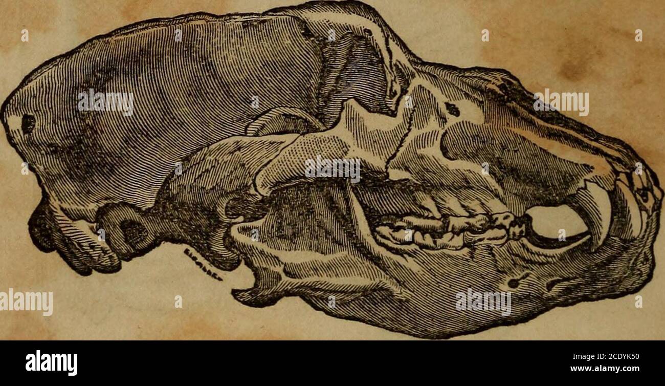 . The testimony of the rocks; . TROGONTHERIUM CUVIERI. Gigantic Beaver ...