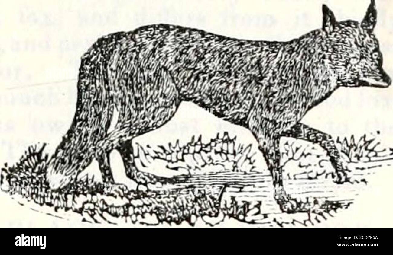 The wolf is giving birth hi-res stock photography and images - Alamy