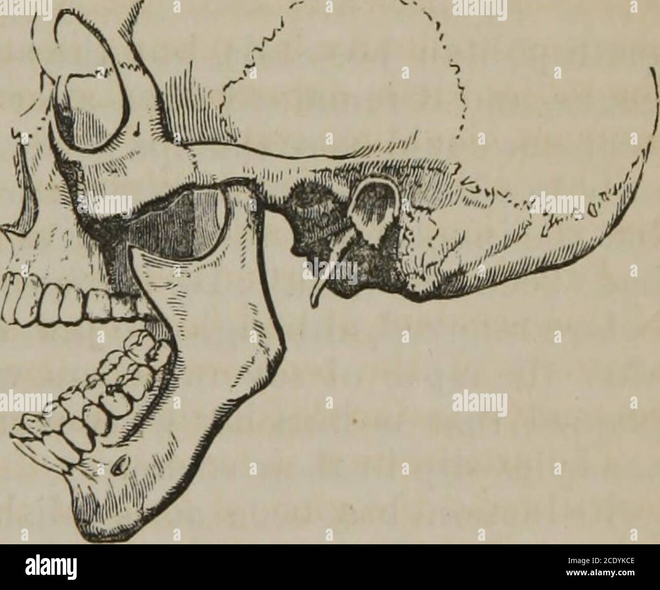 Superior masseter hi-res stock photography and images - Alamy