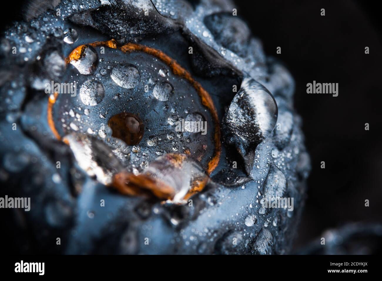 One blueberry covered with water drops isolated on black background ...
