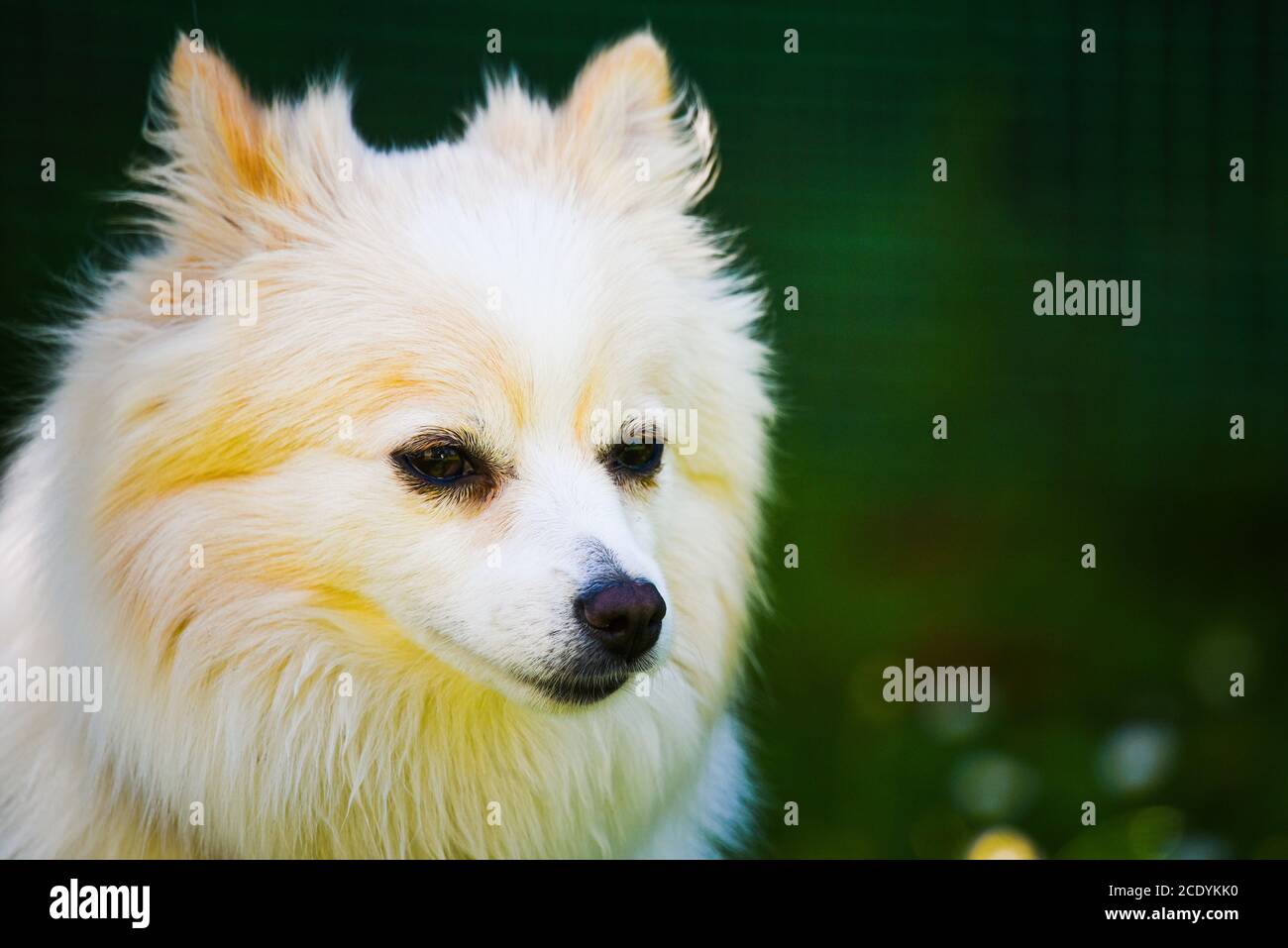 German spitz dog hi-res stock photography and images - Alamy
