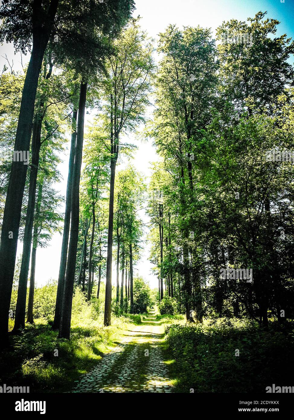 Forêt de soignes hi-res stock photography and images - Alamy