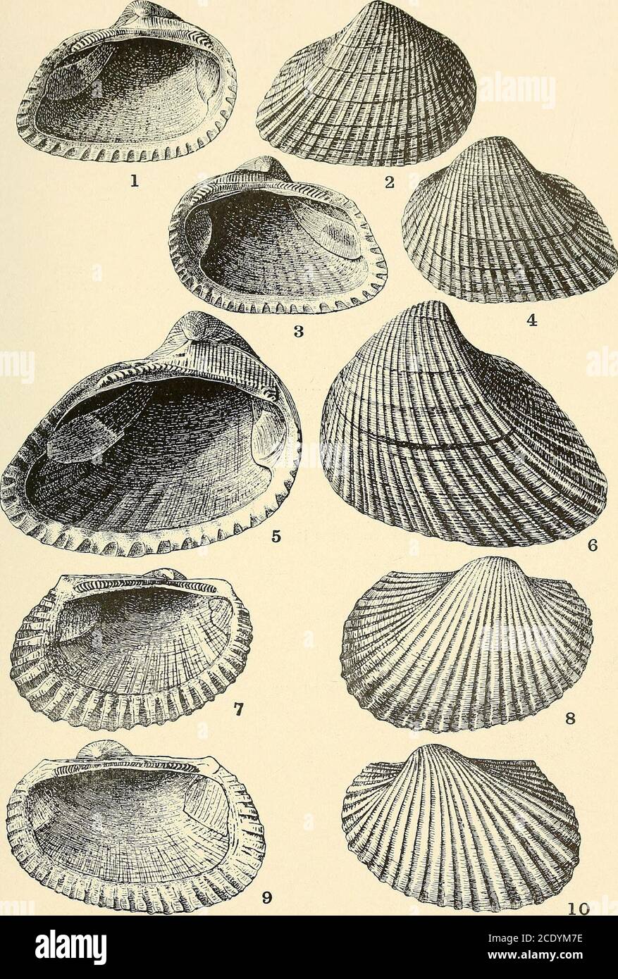 Mollusca Pelecypoda
