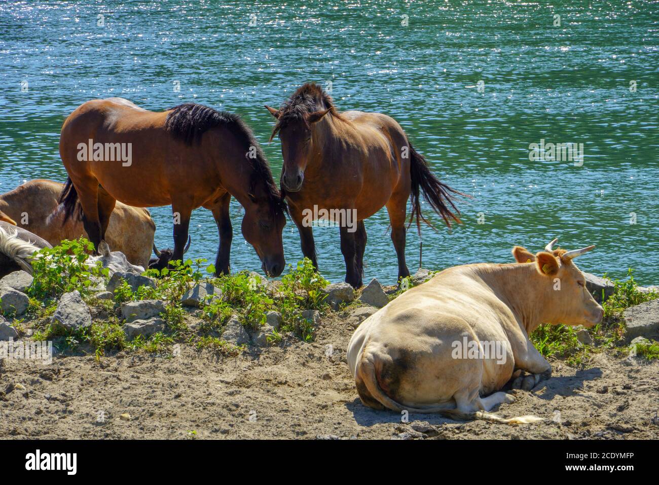 Farm animals cow horse hi-res stock photography and images - Alamy