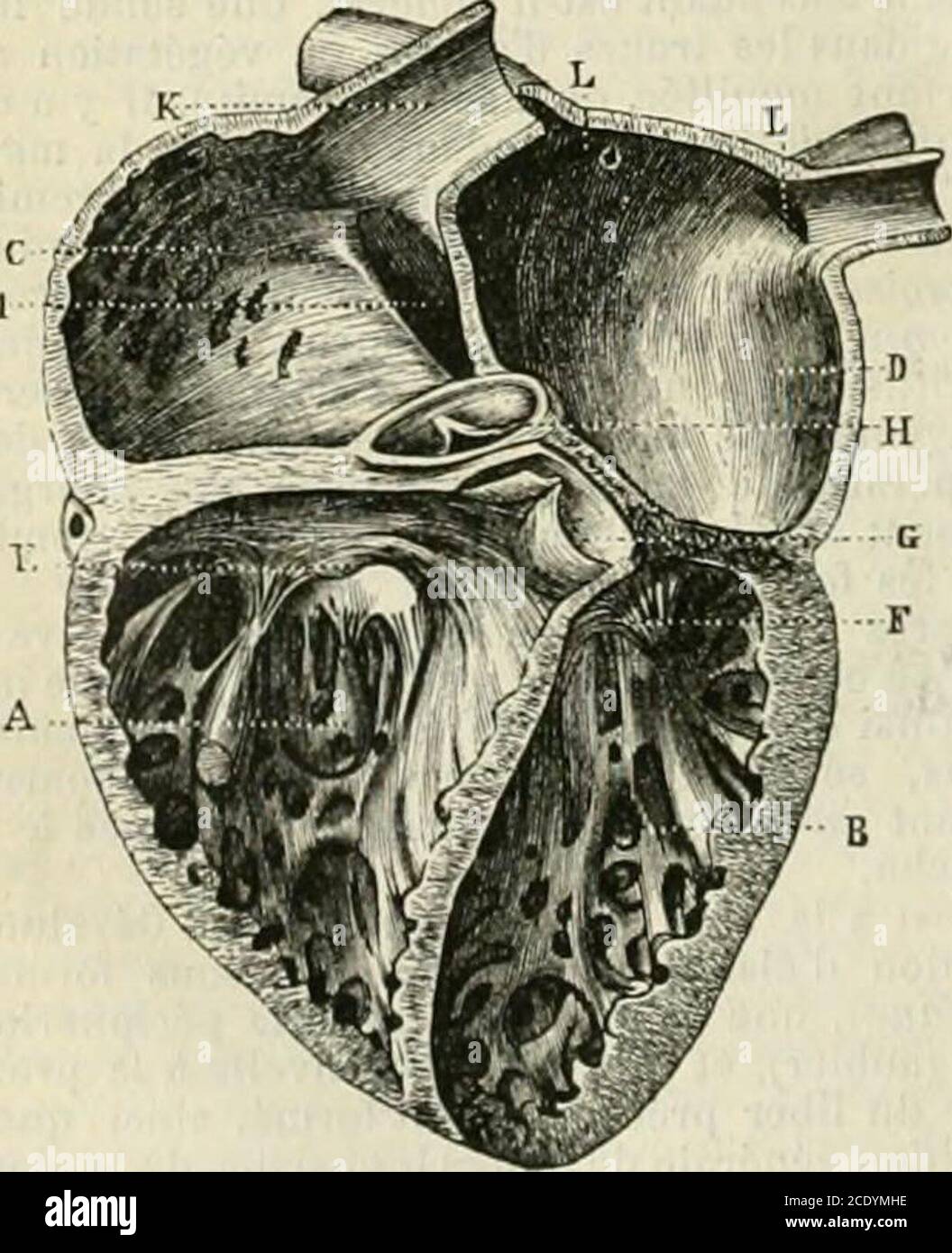 Veine primaire hi-res stock photography and images - Alamy