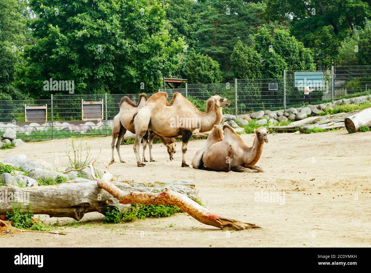 Korkeasaari zoo in helsinki hi-res stock photography and images - Alamy