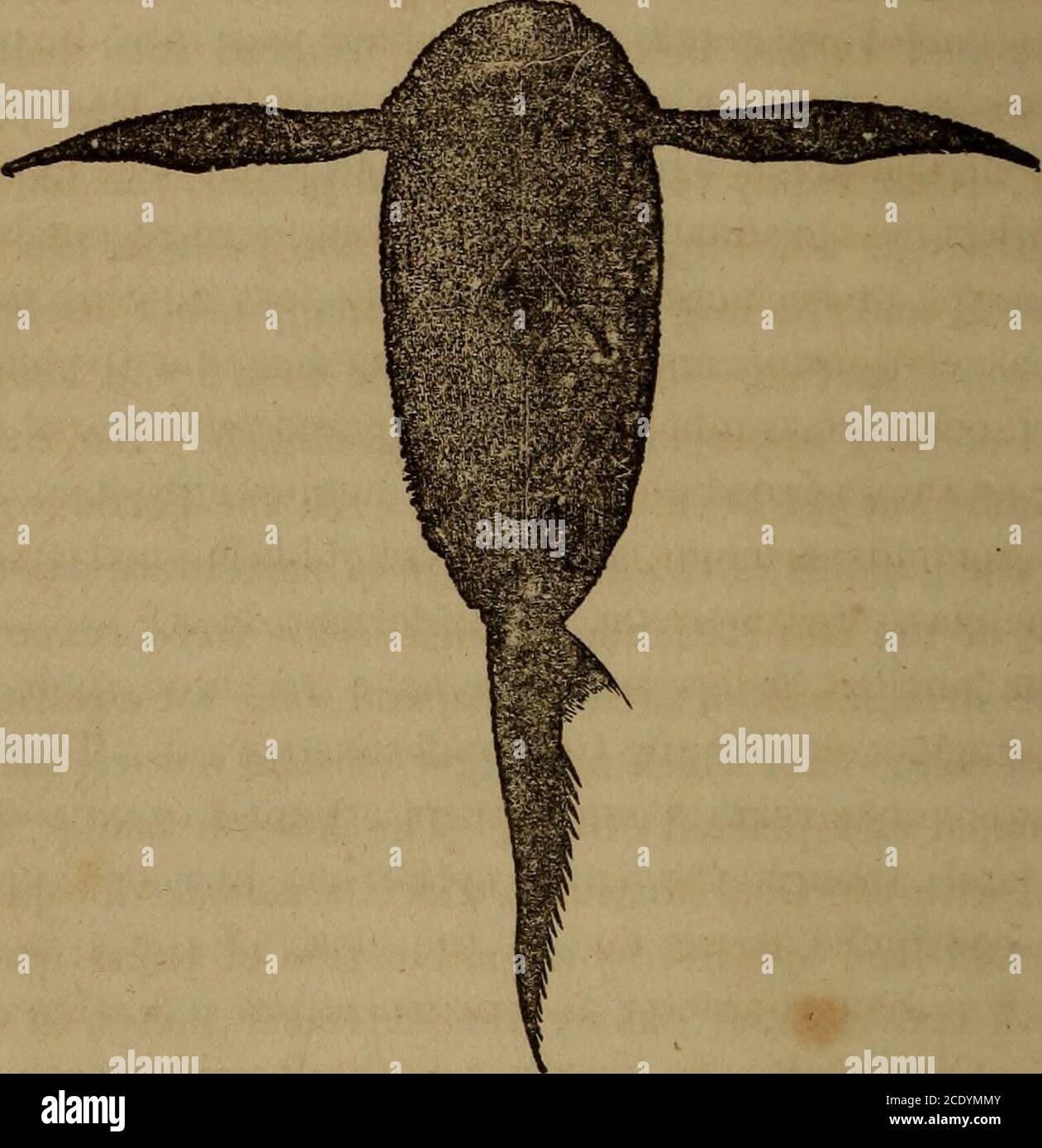 Cephalaspis hi-res stock photography and images - Alamy