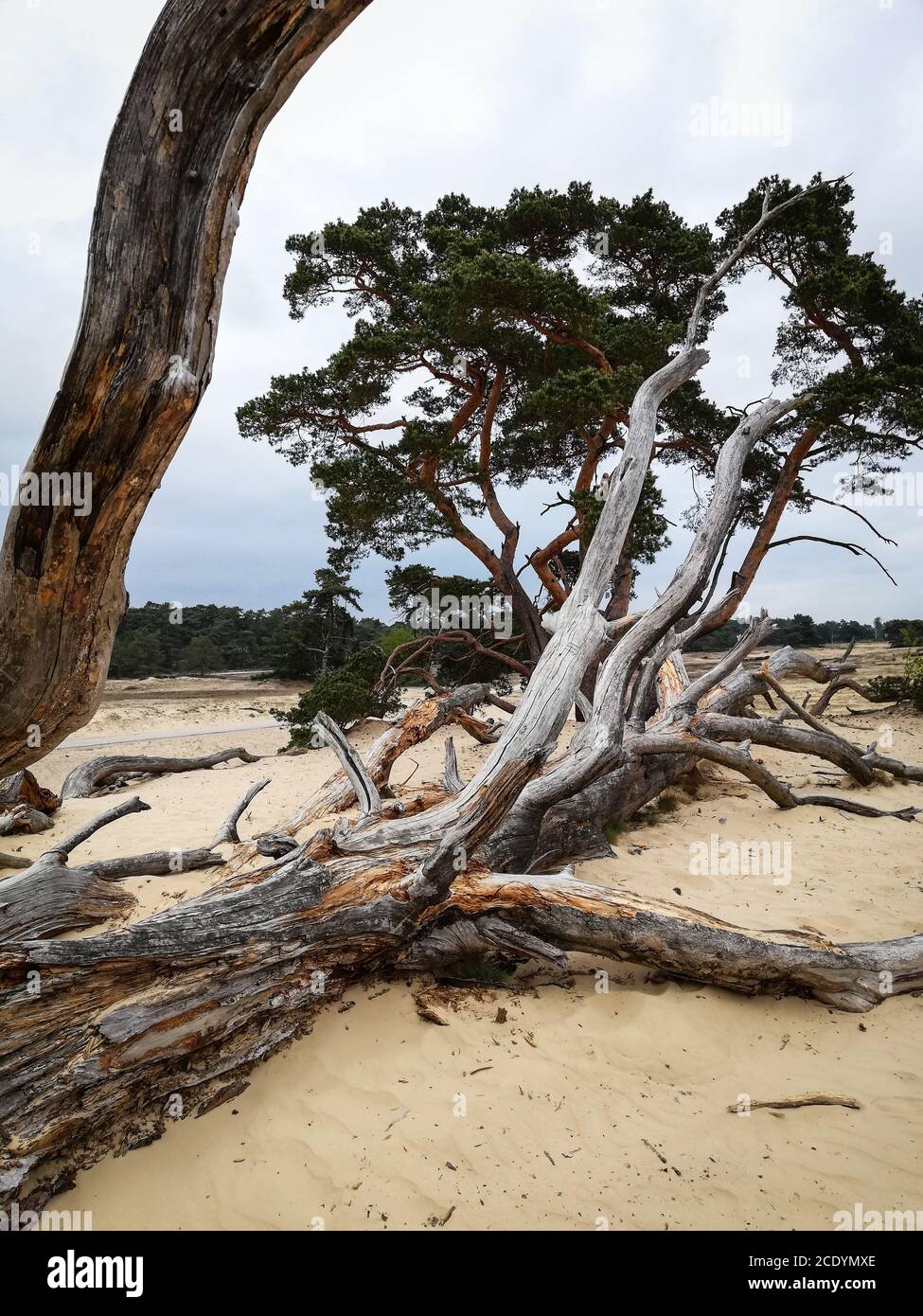Trees on sand in the Veluwe park, The Nerderlands Stock Photo - Alamy