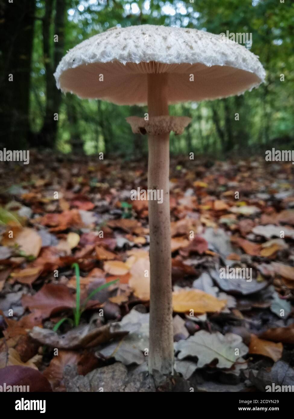 The parasol mushroom, macrolepiota procera, common parasol in the ...