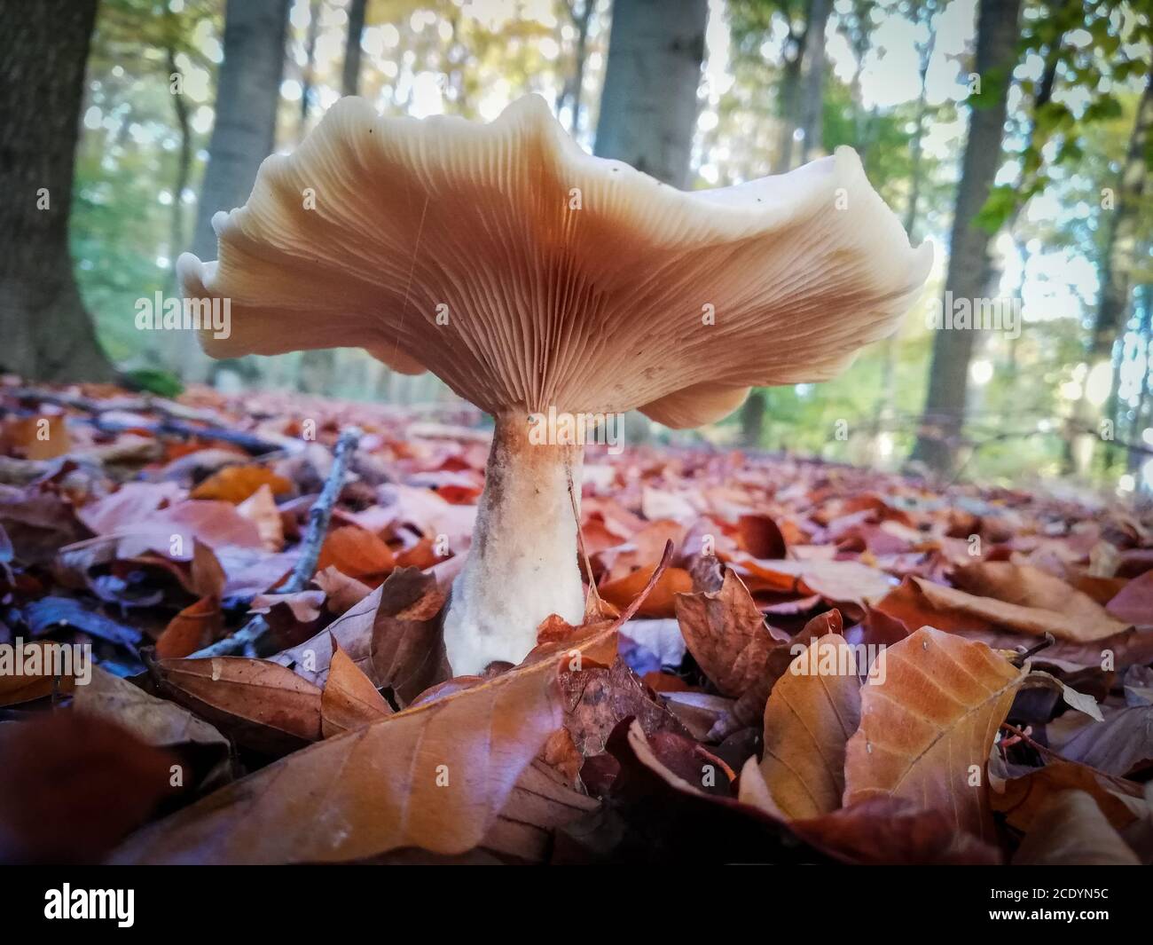 Geranium Brittlegill, Russula fellea growing between orange leaves ...