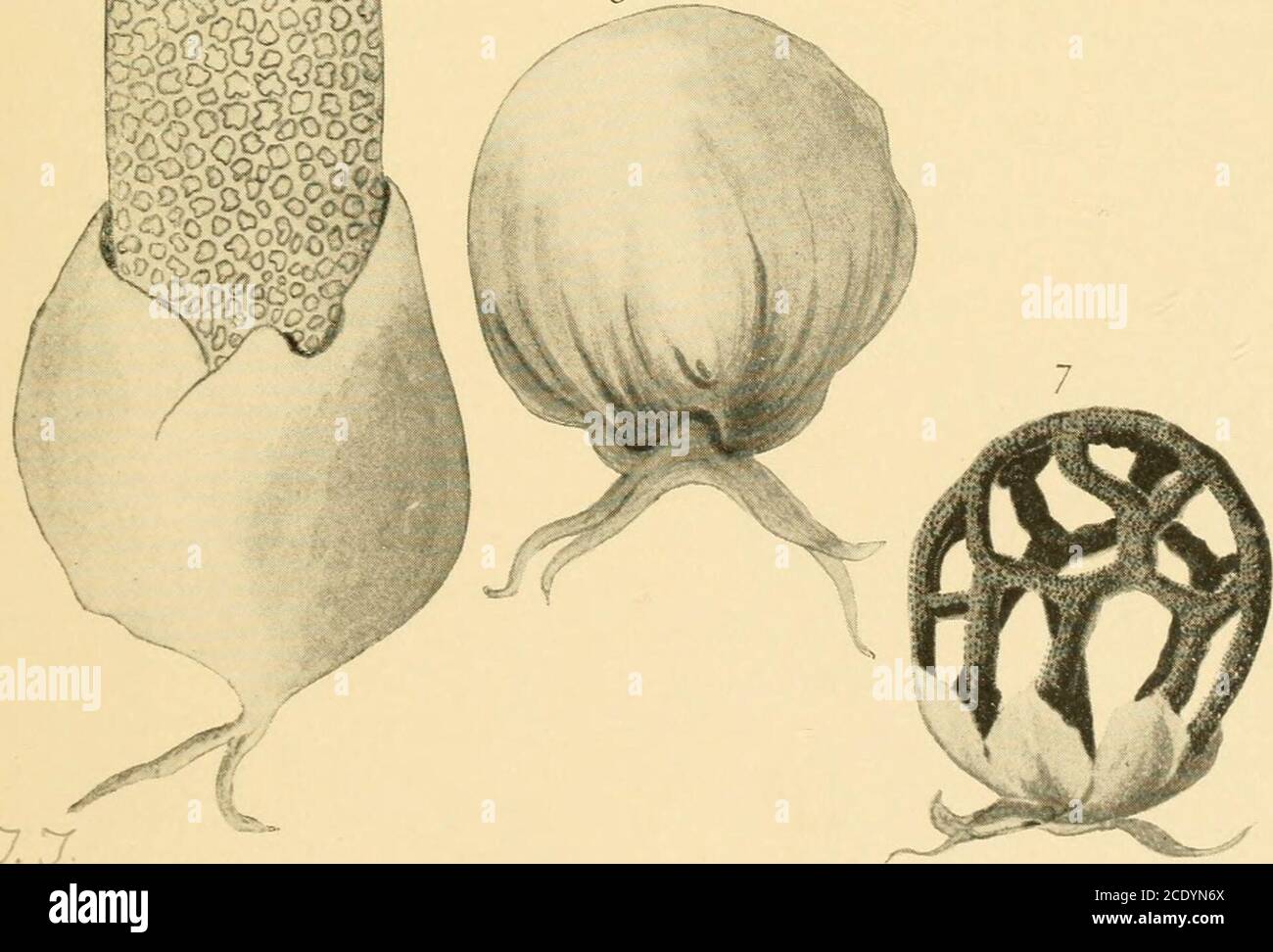 . Student's hand-book of mushrooms of America edible and poisonous . 5 ...