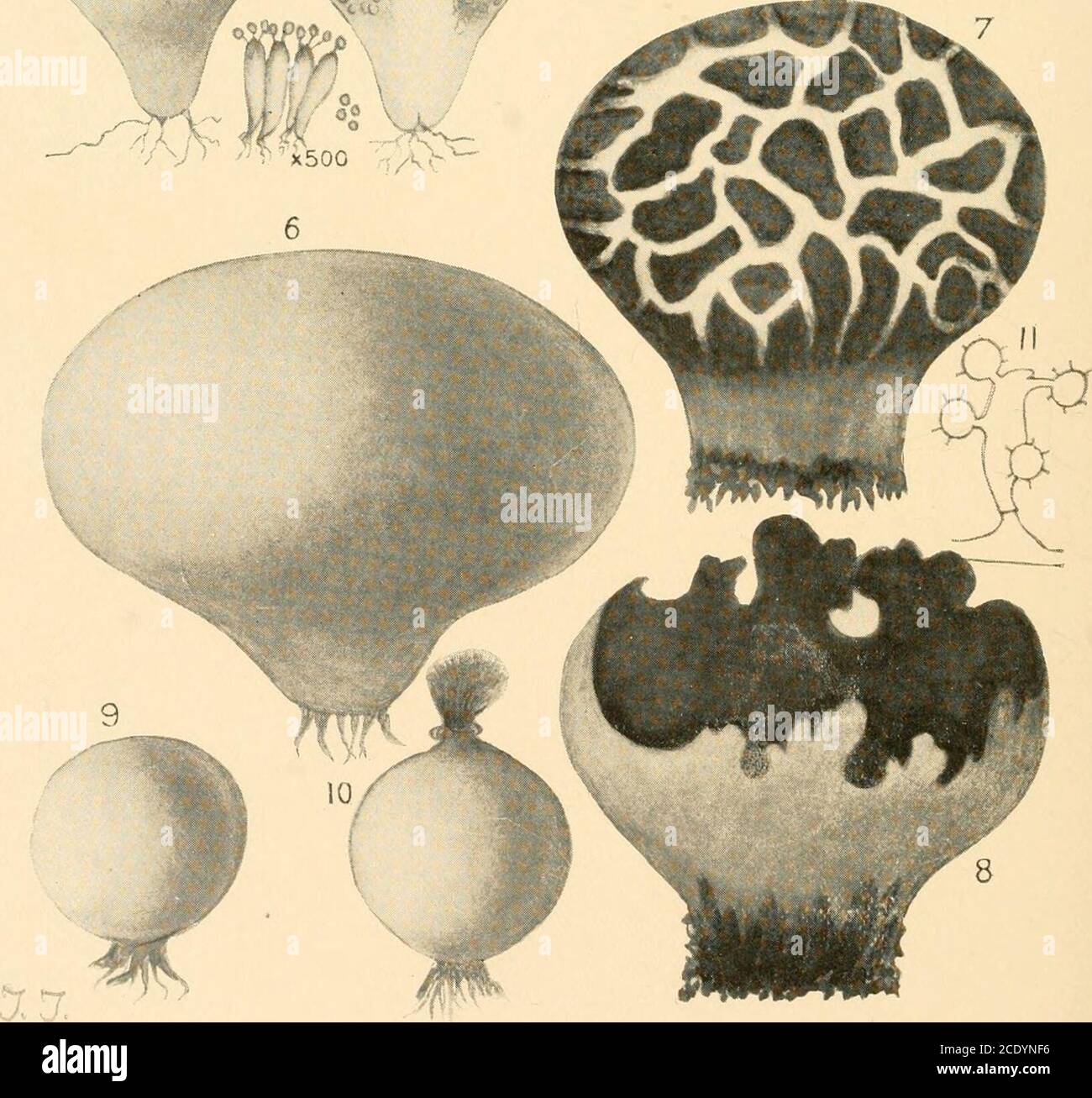 Spore mass hi-res stock photography and images - Alamy