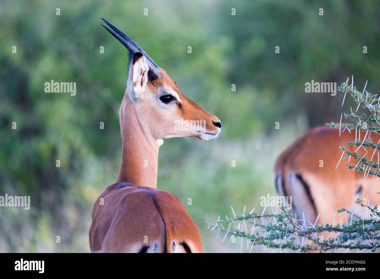 African antelope species hi-res stock photography and images - Alamy