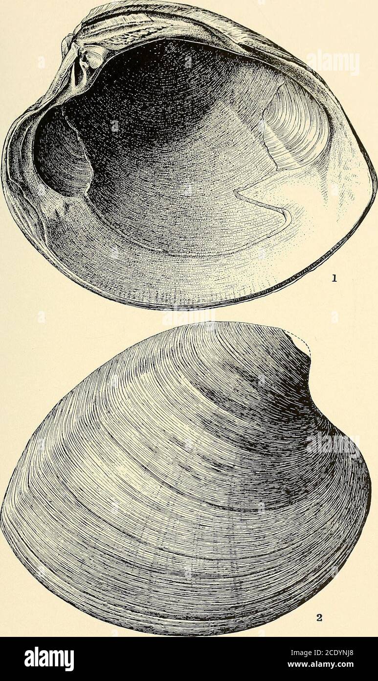 Mollusca Pelecypoda
