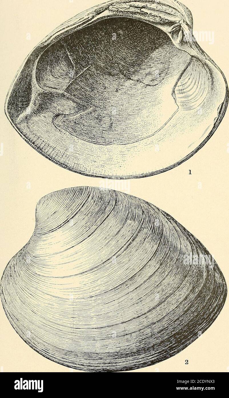 . Maryland geological survey . MOLLUSCA PELECYPODA. PLATE LVIII. PAGE ...