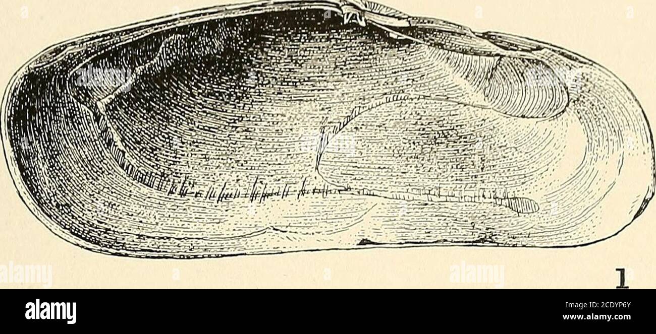 . Maryland geological survey . MOLLUSCA PELECYPODA. PLATE LVII. PAGE ...