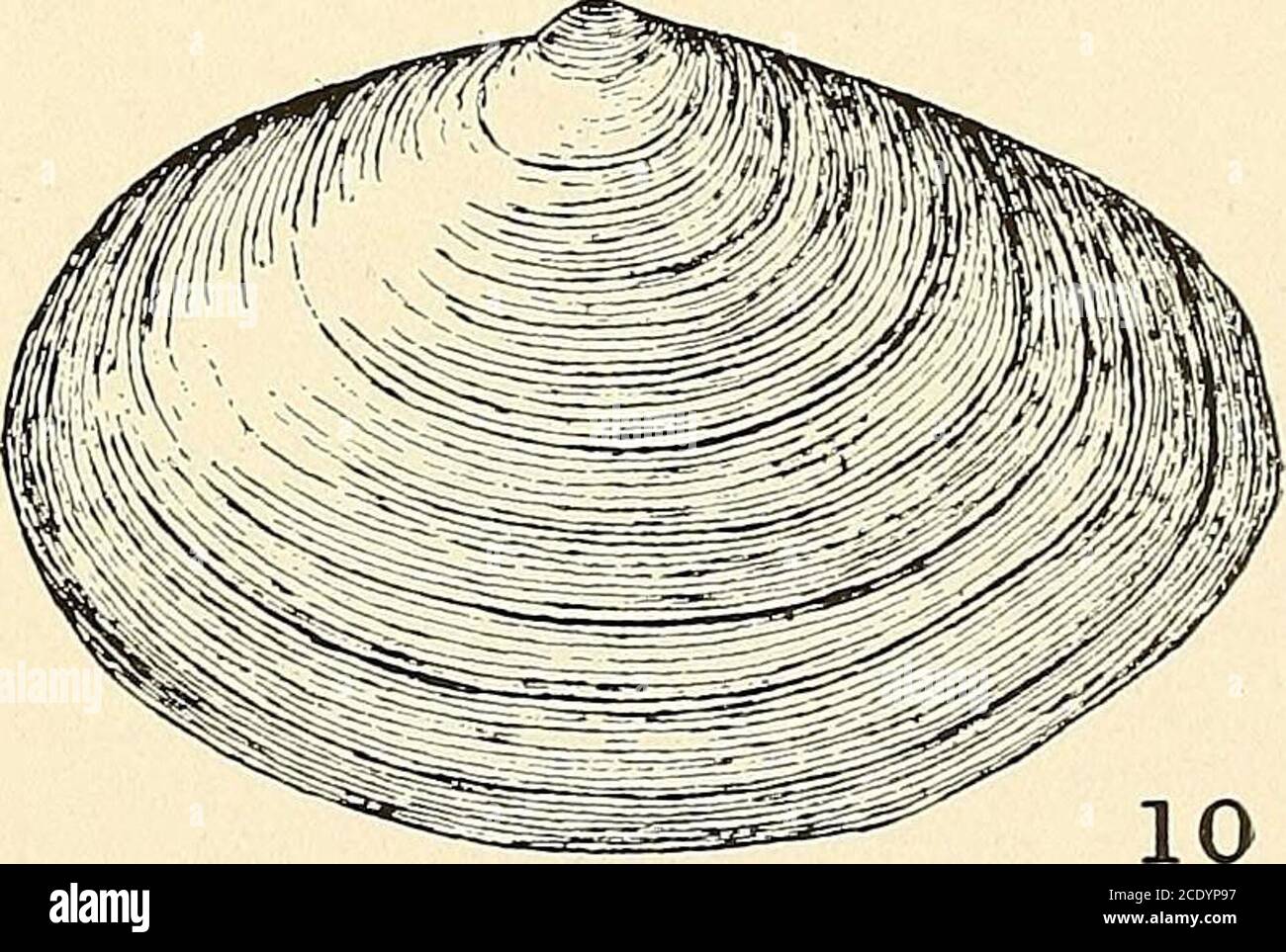 Mollusca Pelecypoda
