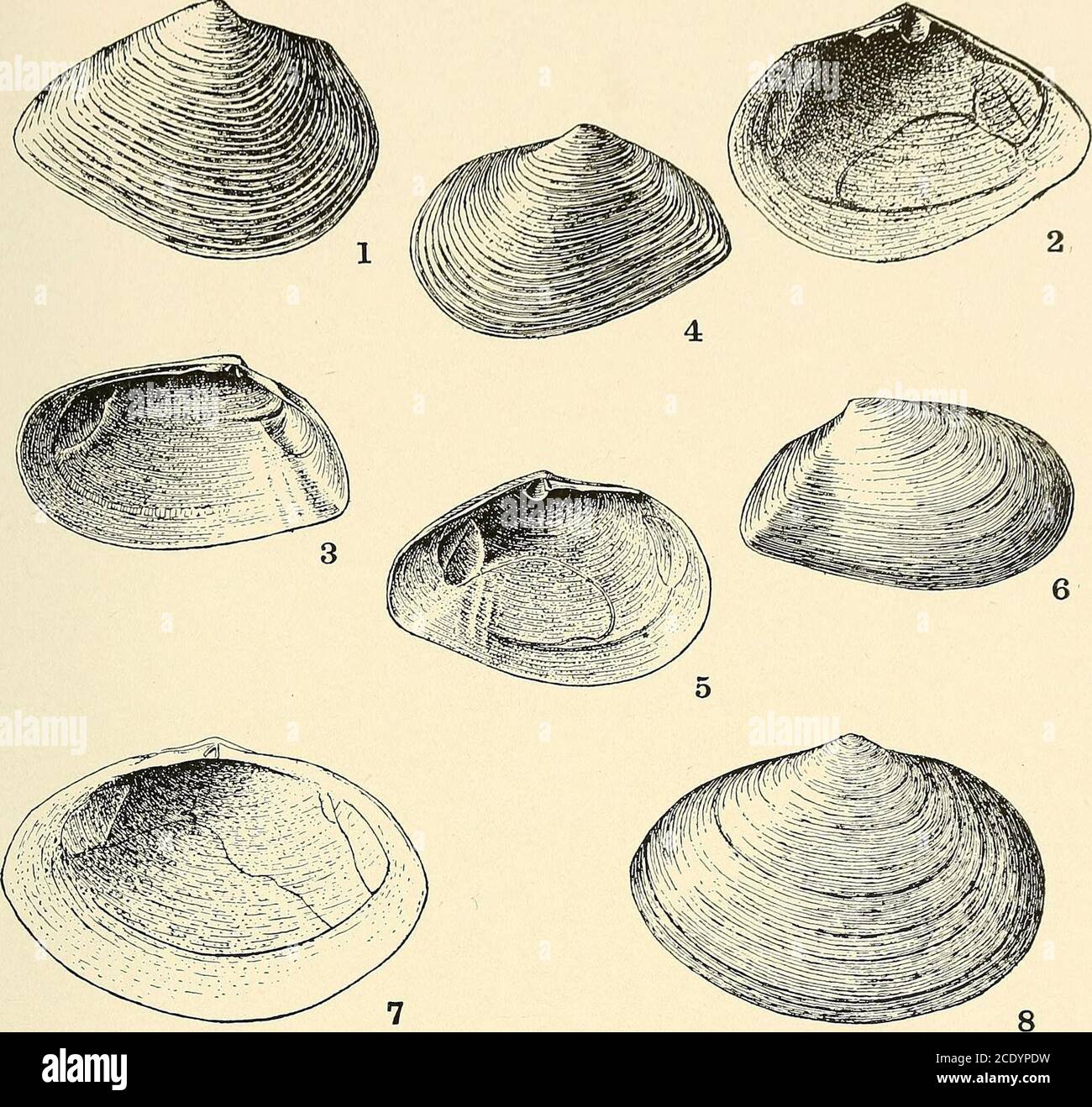 Mollusca Pelecypoda