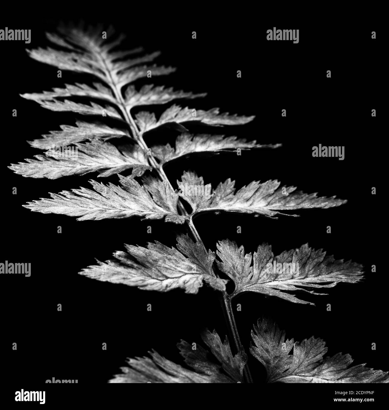 Fern silver Black and White Stock Photos & Images - Alamy
