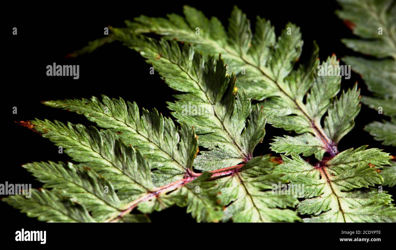 Japanese Painted Fern Stock Photo - Alamy