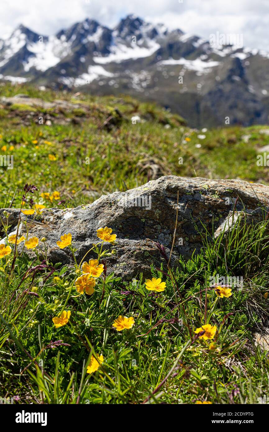 Austrian wildflowers hi-res stock photography and images - Alamy