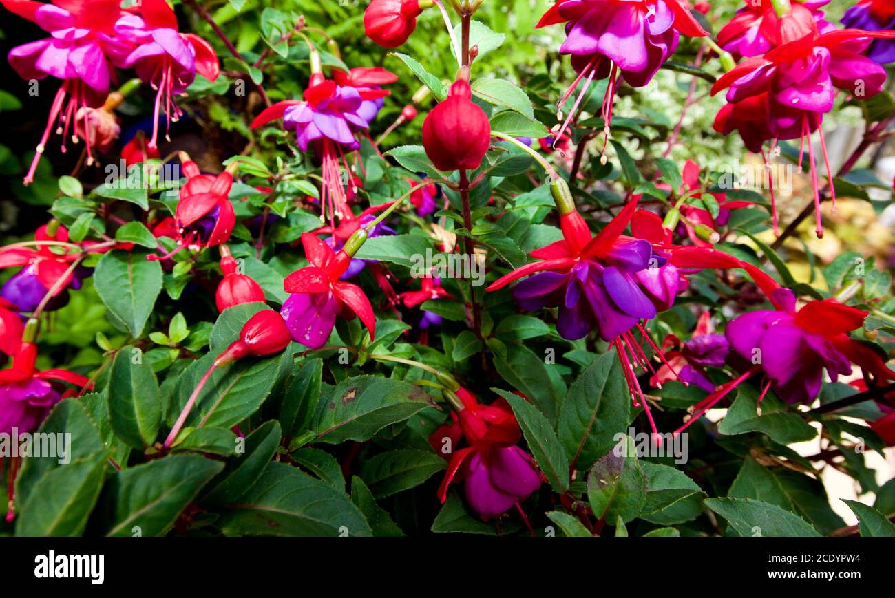 Two tone pendent flowers hi-res stock photography and images - Alamy