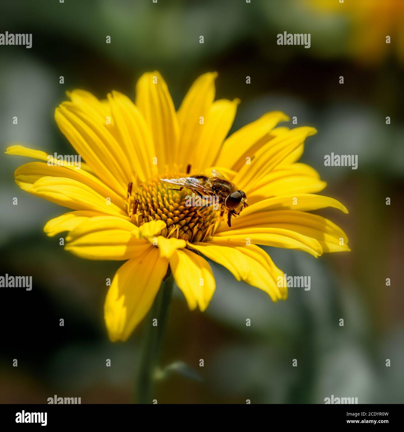 Close up yellow flower bee hi-res stock photography and images - Alamy
