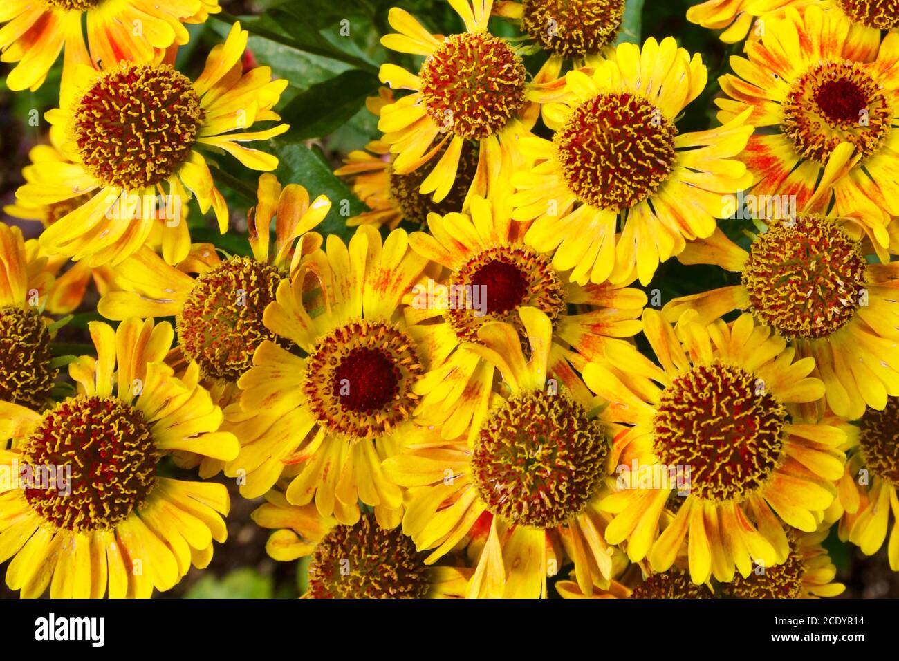 Helenium autumnale Mariachi ‘Fuego’ Stock Photo - Alamy