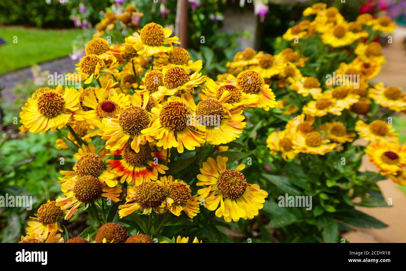 Helenium autumnale Mariachi ‘Fuego’ Stock Photo - Alamy