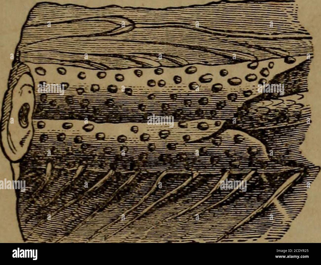 Stigmaria hi-res stock photography and images - Alamy