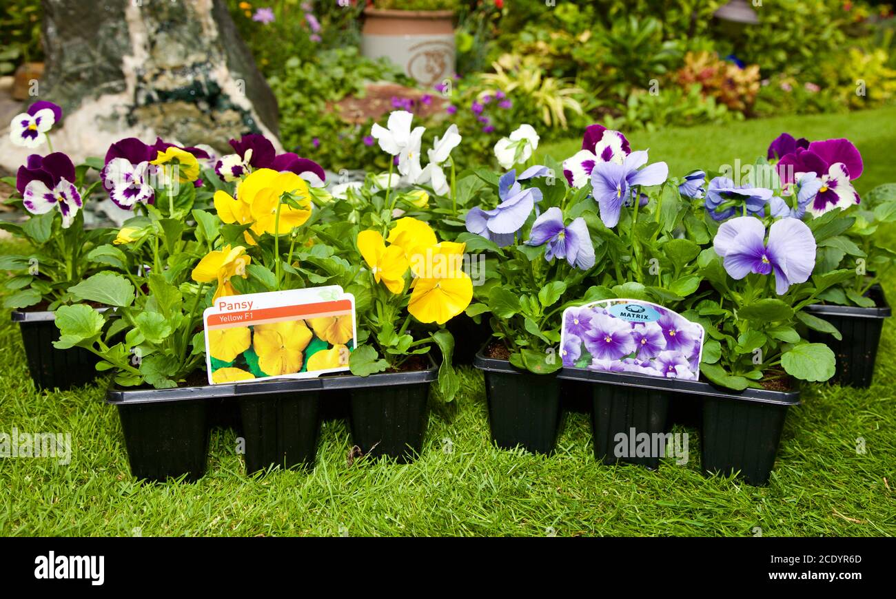 Garden pansy plug plants hi-res stock photography and images - Alamy