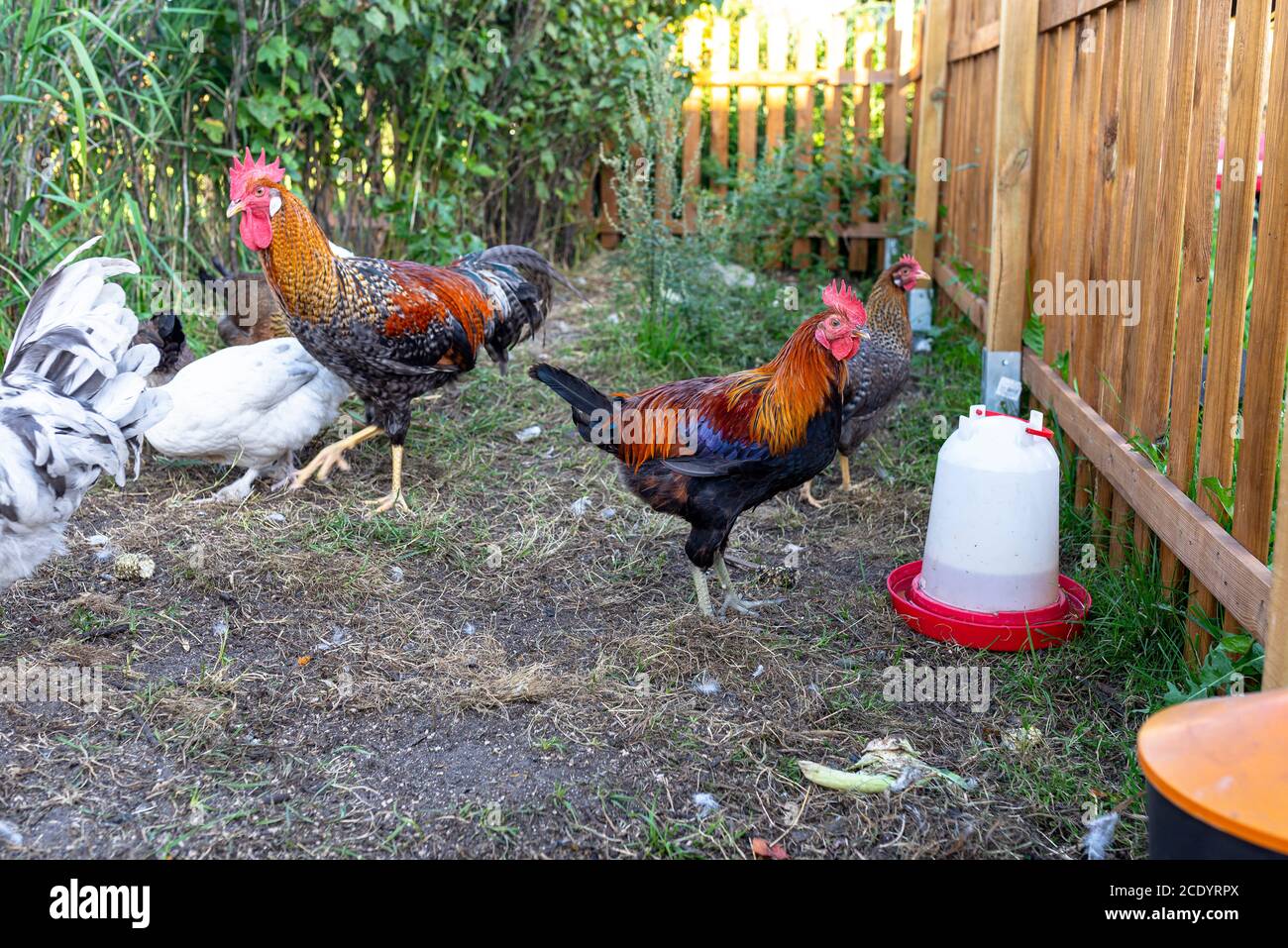 Colorful roosters of domestic hens in a small backyard farm in the ...