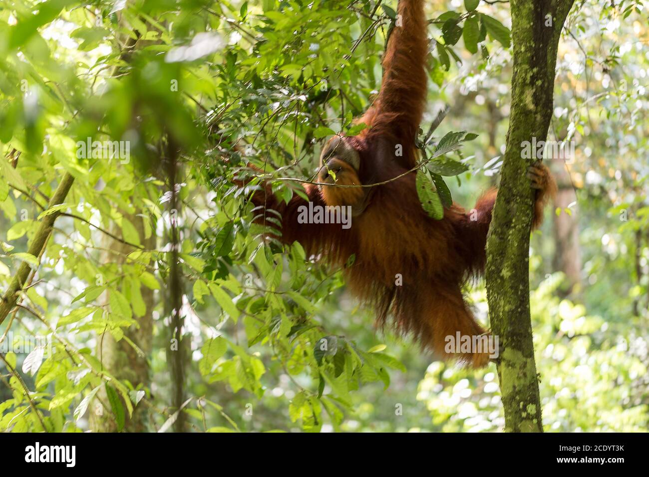 Orangutan in the jungle of the Gunung Leuser National Park on Sumatra ...