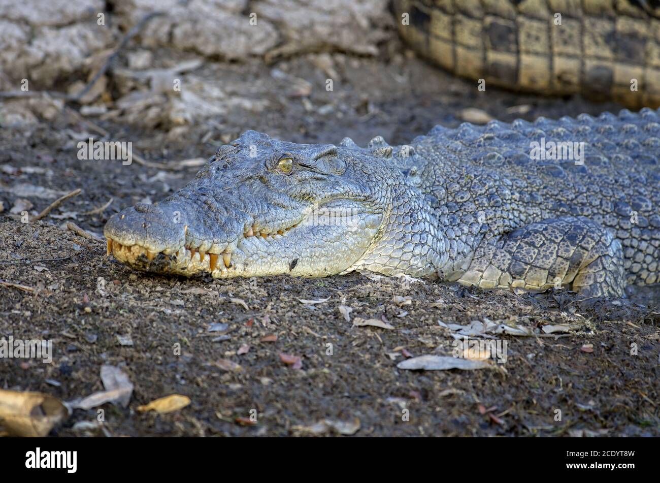 What Is A Saltie at Russell Hixson blog