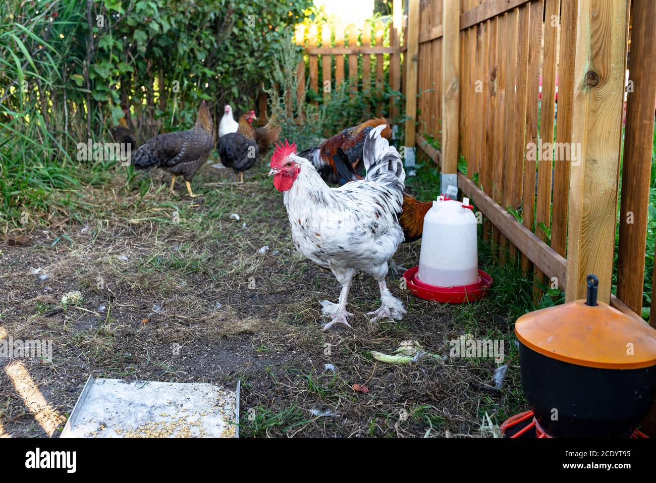 White rooster of domestic hens in a small backyard farm in the ...
