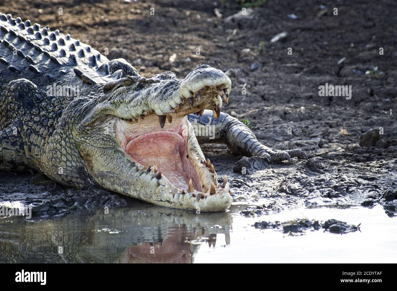 Saltie hi-res stock photography and images - Alamy