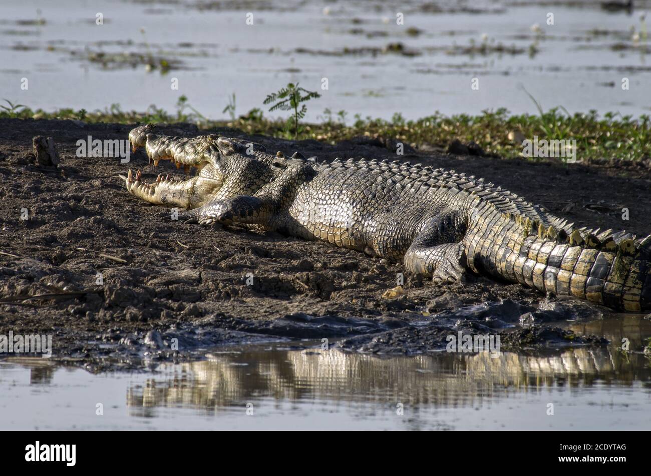 Rogue 2007 Crocodile