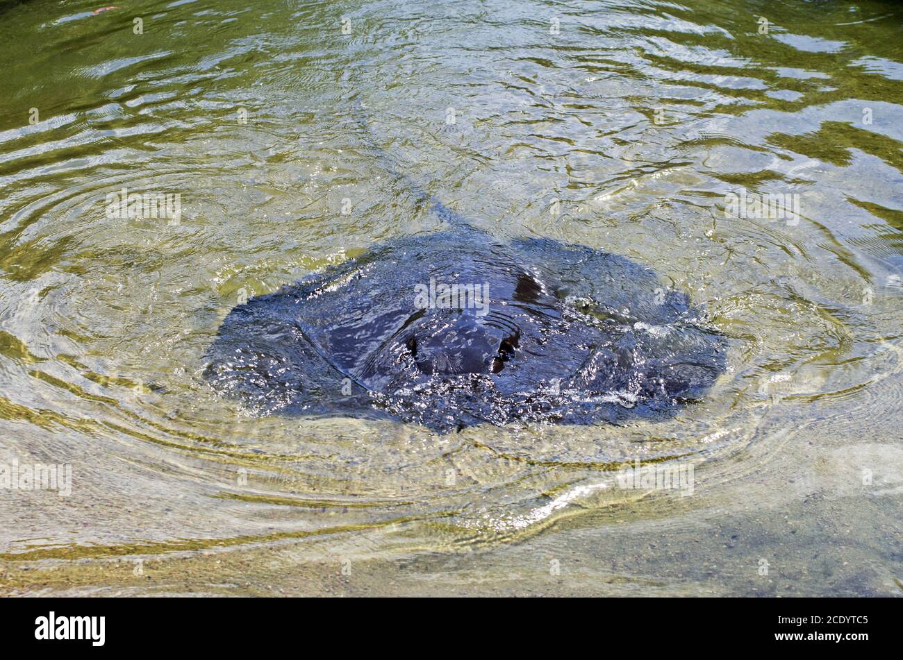 Giant Freshwater Stingray - Himantura dalyensis Stock Photo - Alamy