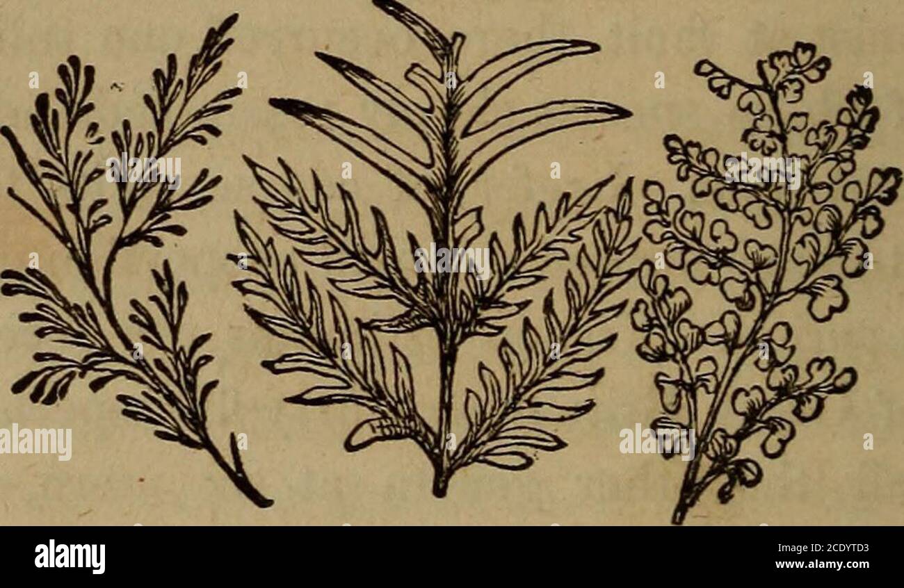 . The testimony of the rocks; . Fig. 17. Fig. 18. Fig. 19.. FERNS OF ...