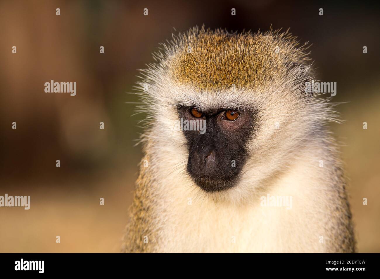 Savannah monkey hi-res stock photography and images - Alamy