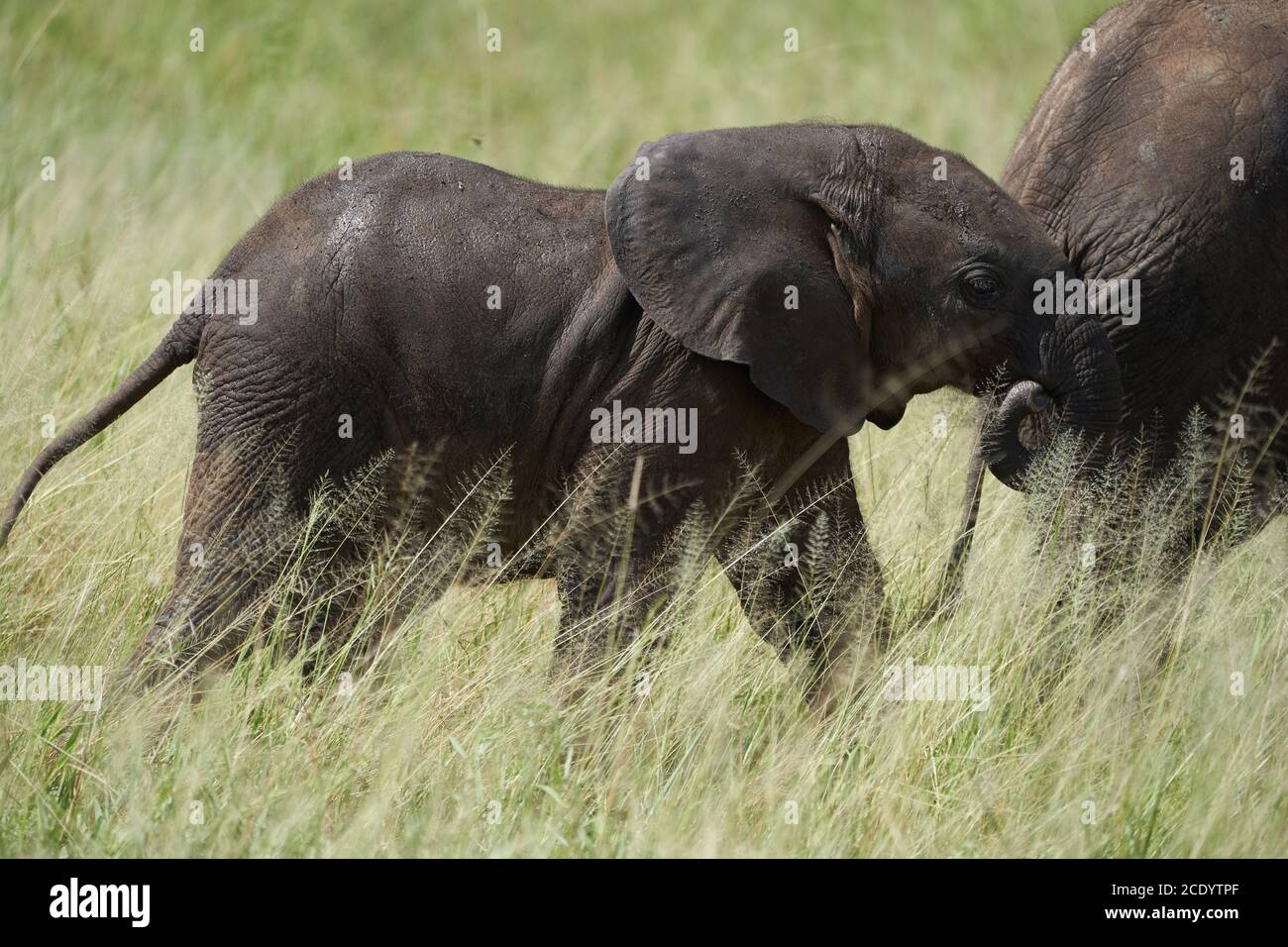 African bush baby elephant hi-res stock photography and images - Alamy