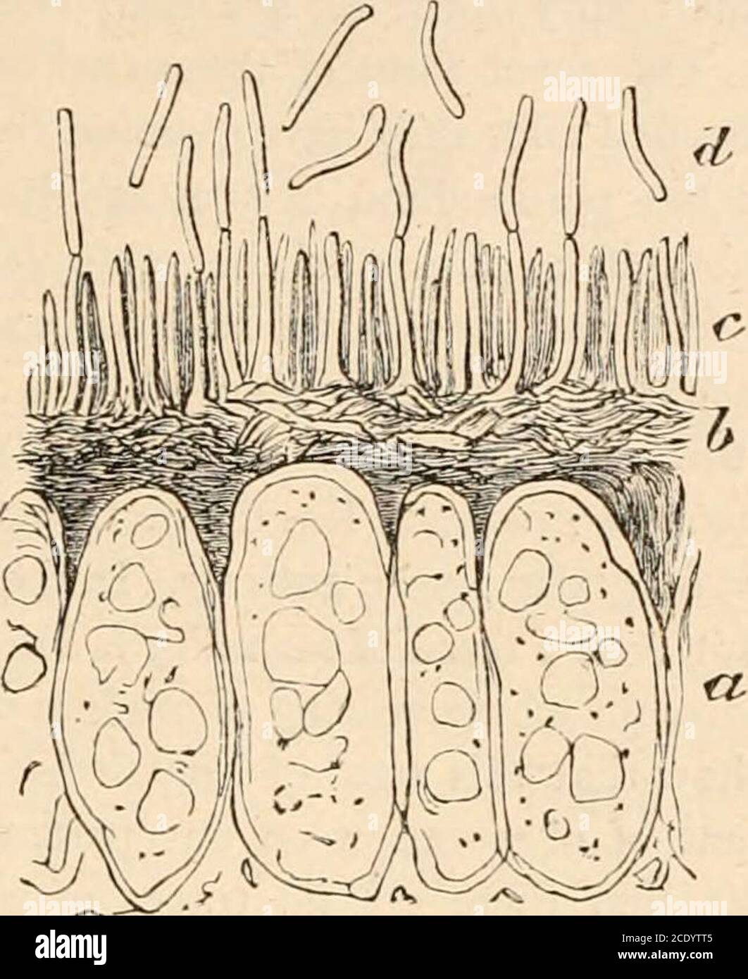 Coprinus Slide Labeled Basidia